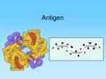 PPT - The Elusive D Antigen PowerPoint Presentation, free download - ID ...