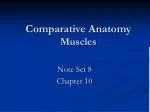 PPT - Comparative Anatomy PowerPoint Presentation, free download - ID ...
