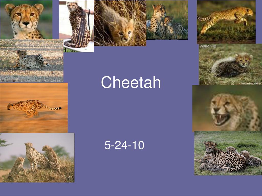 PPT - Cheetah PowerPoint Presentation, free download - ID:611640