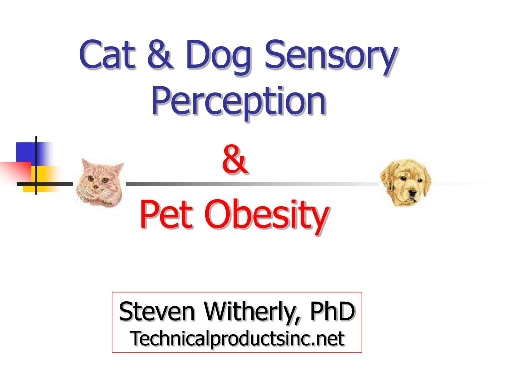 PPT - Cat & Dog Sensory Perception PowerPoint Presentation, free ...