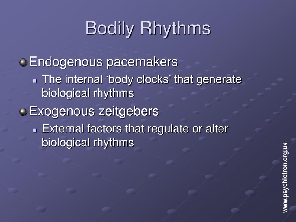 PPT - Bodily Rhythms PowerPoint Presentation, free download - ID:616661