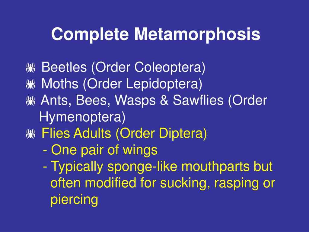 PPT - Complete Metamorphosis PowerPoint Presentation, free download ...