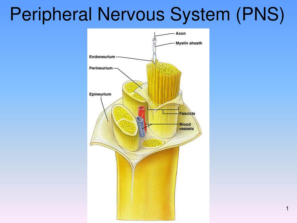 PPT - Peripheral Nervous System (PNS) PowerPoint Presentation, free ...