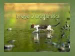PPT - Image characteristics PowerPoint Presentation, free download - ID ...
