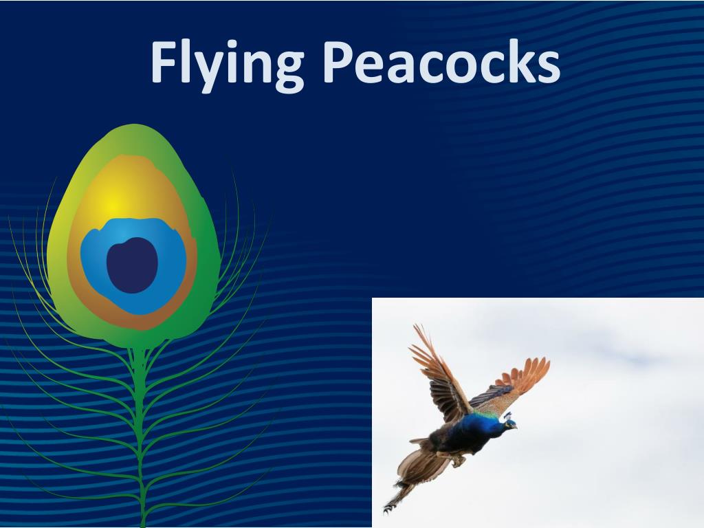 PPT - Flying Peacocks PowerPoint Presentation, free download - ID:627505