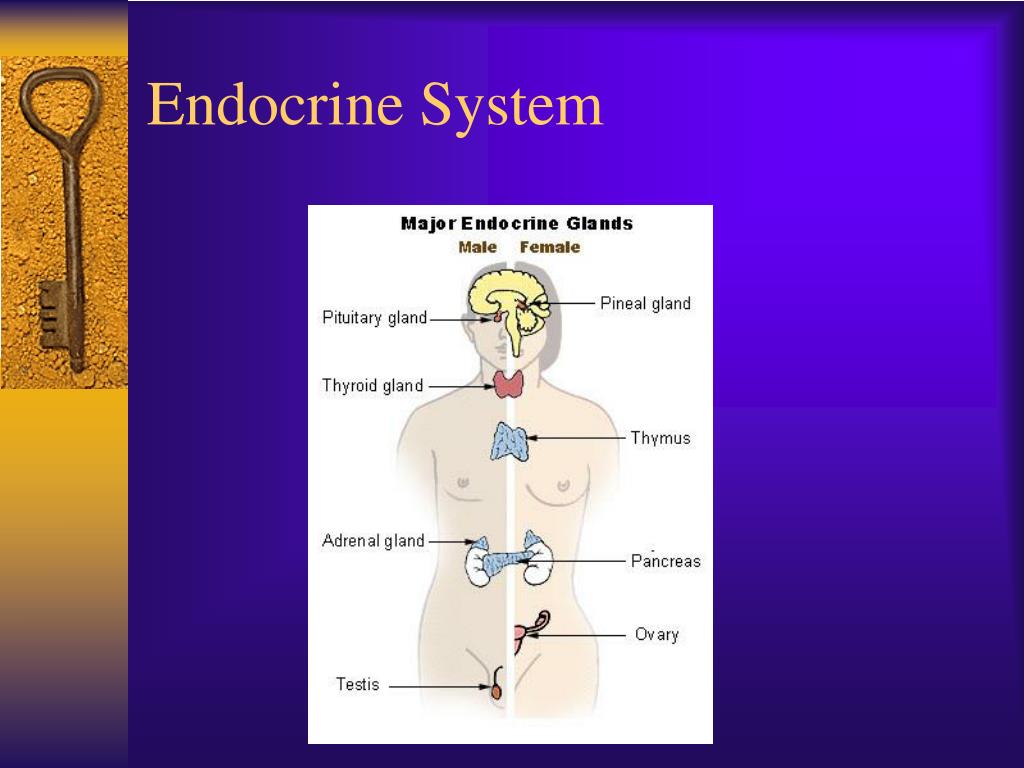 PPT - Endocrine System PowerPoint Presentation, free download - ID:628253