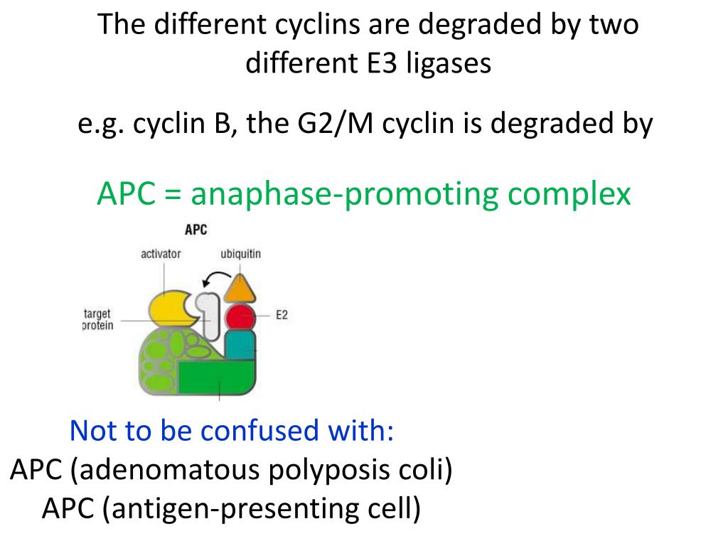 PPT - APC = anaphase-promoting complex PowerPoint Presentation, free ...