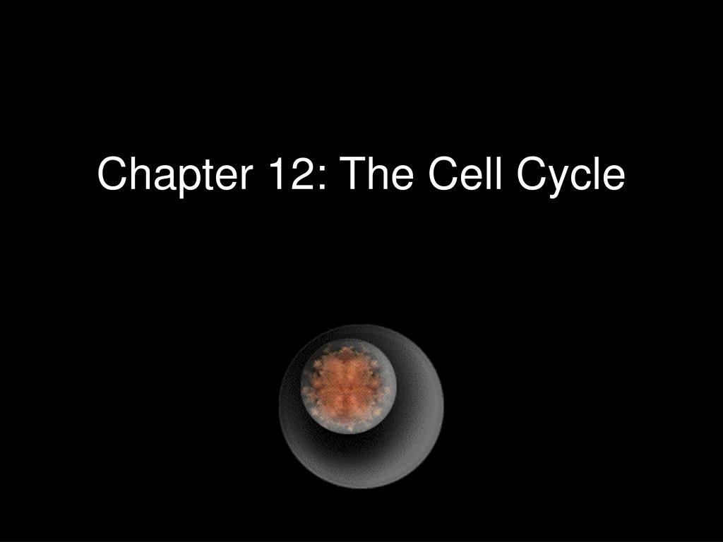 PPT - Chapter 12: The Cell Cycle PowerPoint Presentation, free download ...