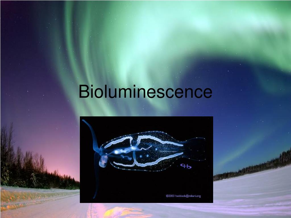PPT - Bioluminescence PowerPoint Presentation, free download - ID:631703