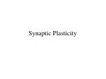 PPT - synaptic plasticity PowerPoint Presentation, free download - ID ...