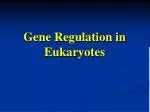 PPT - Regulation of Gene Expression by Eukaryotes PowerPoint ...