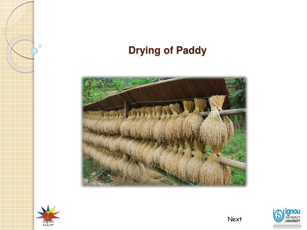 PPT - Drying of Paddy PowerPoint Presentation, free download - ID:644203