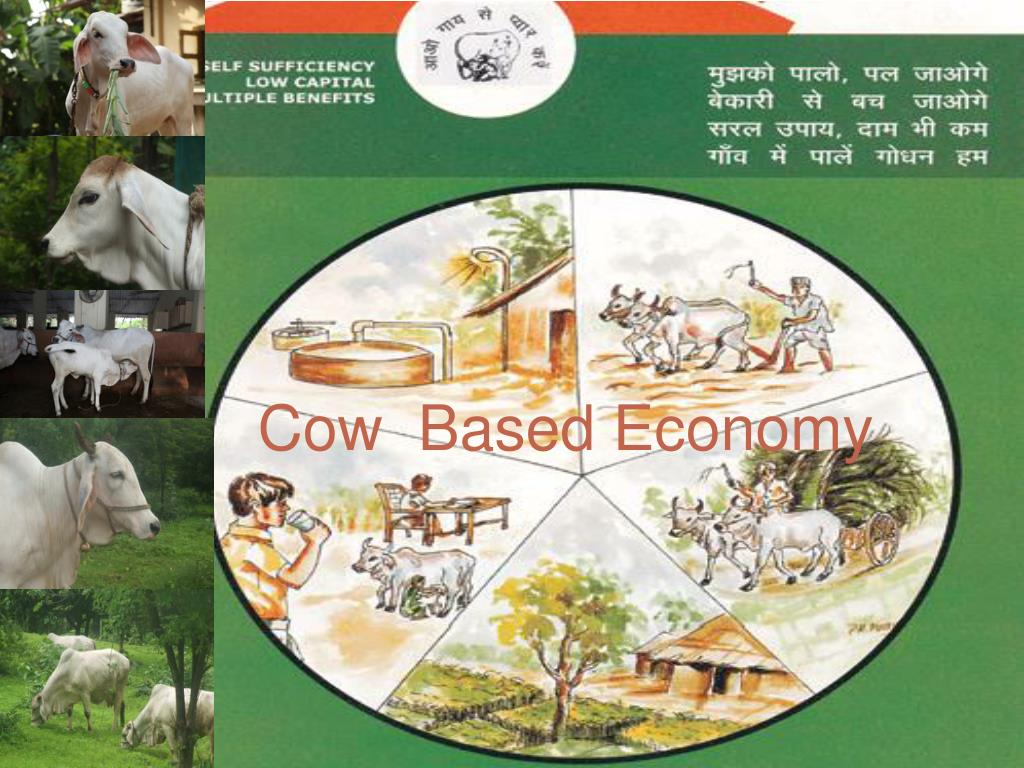 PPT - Cow Based Economy PowerPoint Presentation, free download - ID:644722