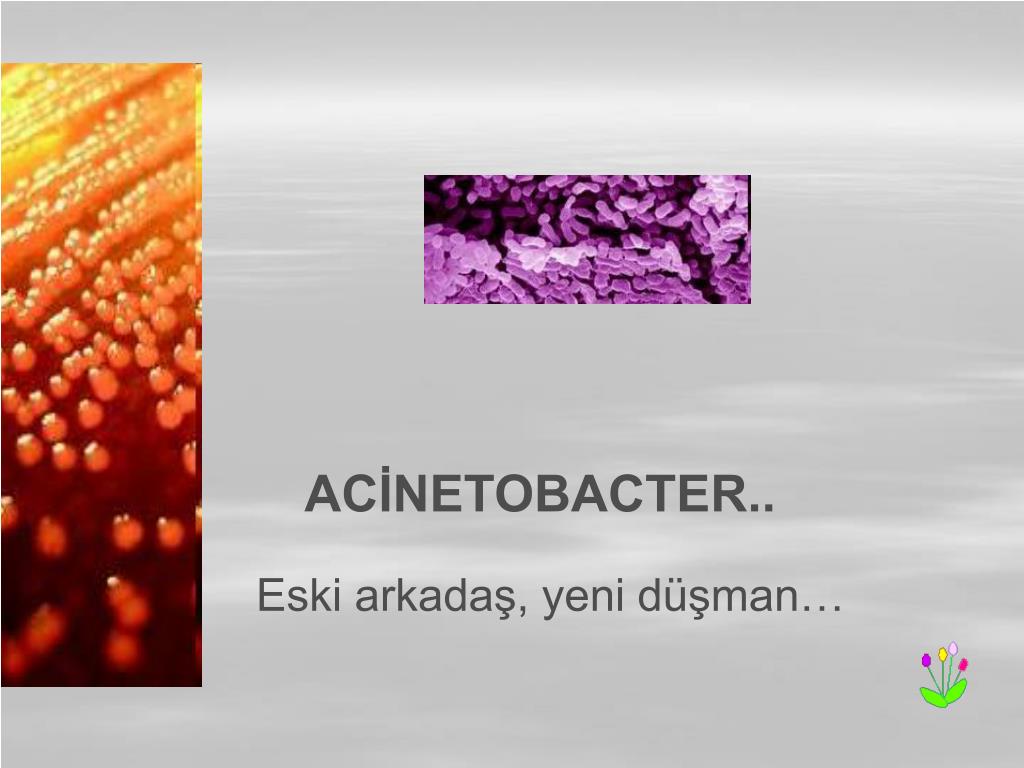 PPT - ACİNETOBACTER.. PowerPoint Presentation, free download - ID:646964