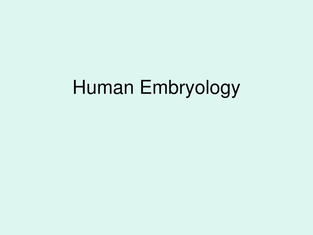 PPT - Human Embryology PowerPoint Presentation, free download - ID:647191