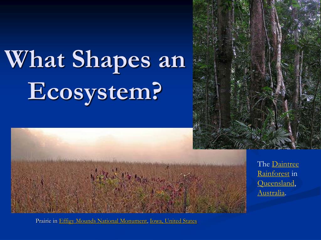 PPT - What Shapes an Ecosystem? PowerPoint Presentation, free download ...