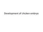 PPT - Development of a Chick Embryo PowerPoint Presentation, free ...