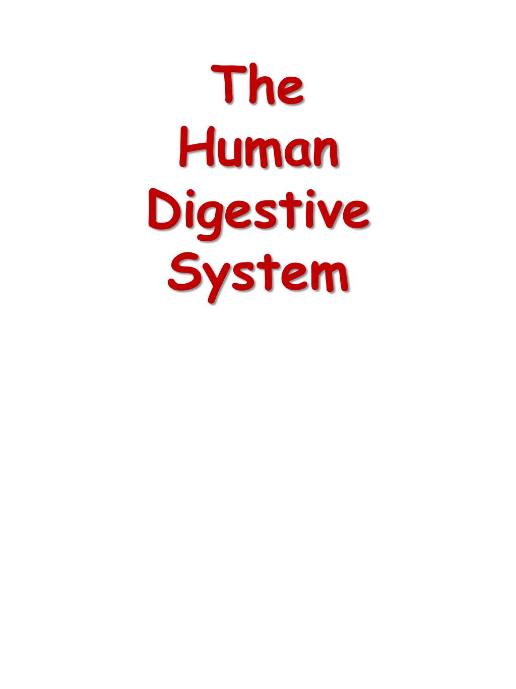 PPT - The Human Digestive System PowerPoint Presentation, free download ...