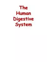 PPT - Human Digestive System PowerPoint Presentation, free download ...