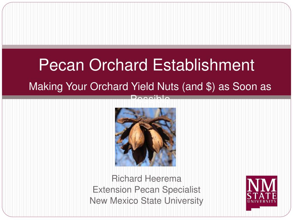 PPT - Pecan Orchard Establishment PowerPoint Presentation, free ...