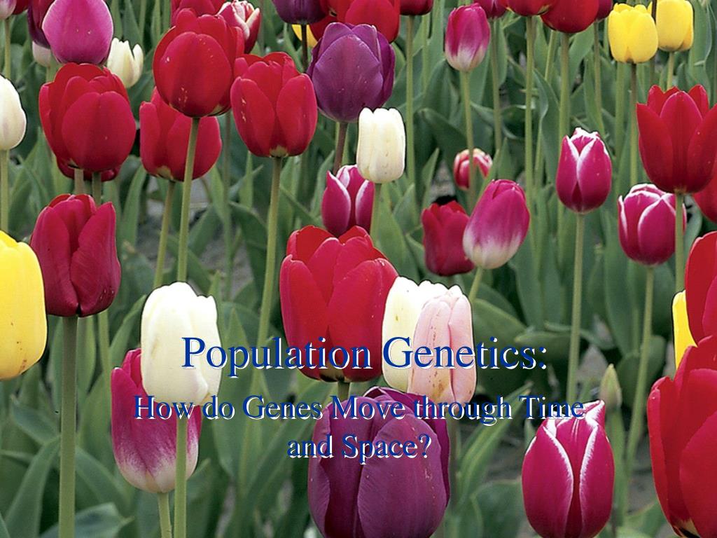 PPT - Population Genetics: PowerPoint Presentation, free download - ID ...