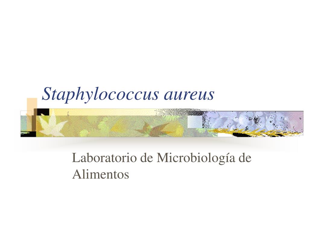 PPT - Staphylococcus aureus PowerPoint Presentation, free download - ID ...