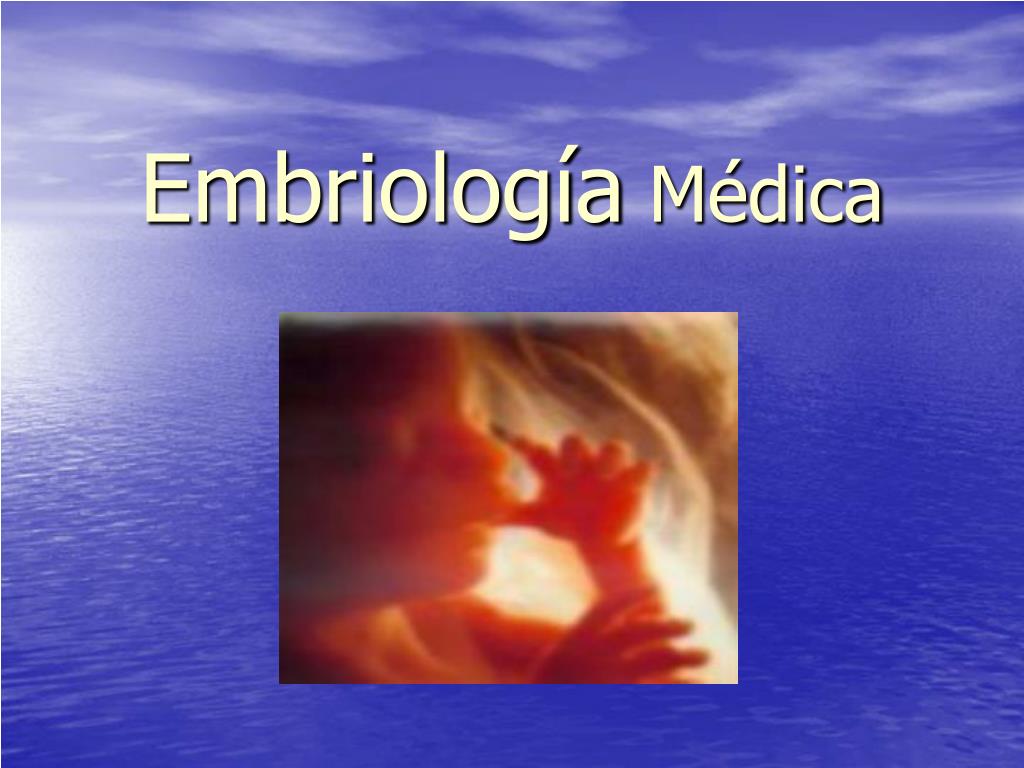 PPT - Embriología Médica PowerPoint Presentation, free download - ID:657886