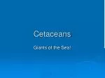 PPT - Cetaceans PowerPoint Presentation, free download - ID:1862751