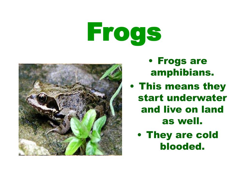 PPT - Frogs PowerPoint Presentation, free download - ID:666269