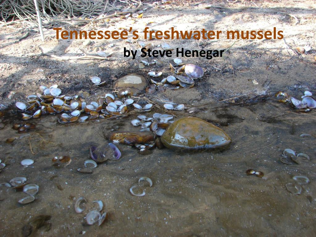 PPT - Tennessee’s freshwater mussels PowerPoint Presentation, free ...