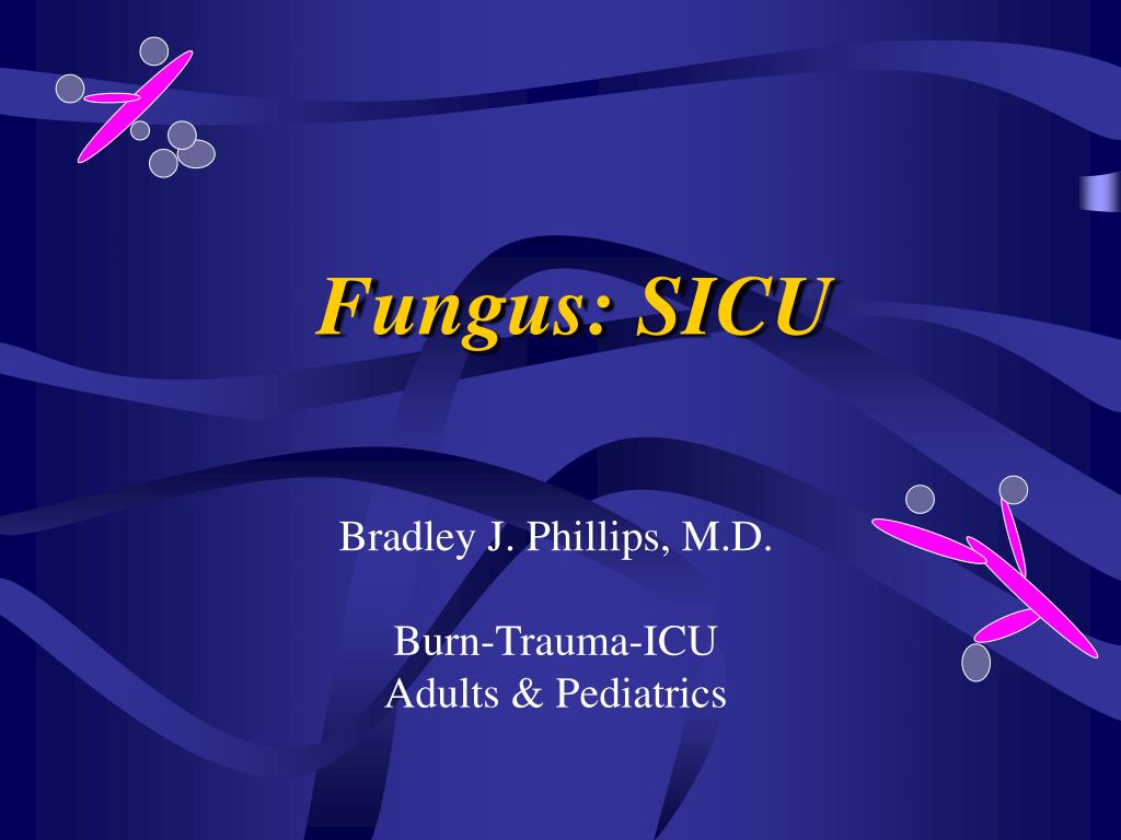 PPT - Fungus: SICU PowerPoint Presentation, free download - ID:668792