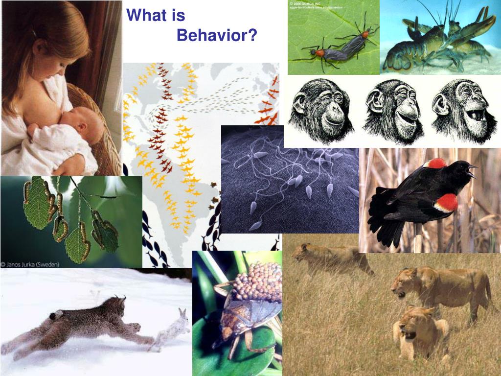PPT - What is Behavior? PowerPoint Presentation, free download - ID:669029