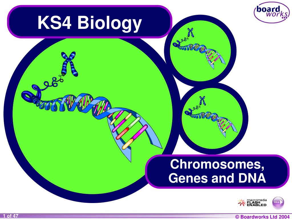 PPT - KS4 Biology PowerPoint Presentation, free download - ID:669906