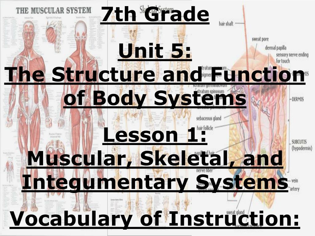 PPT - 7th Grade Unit 5: The Structure and Function of Body Systems ...