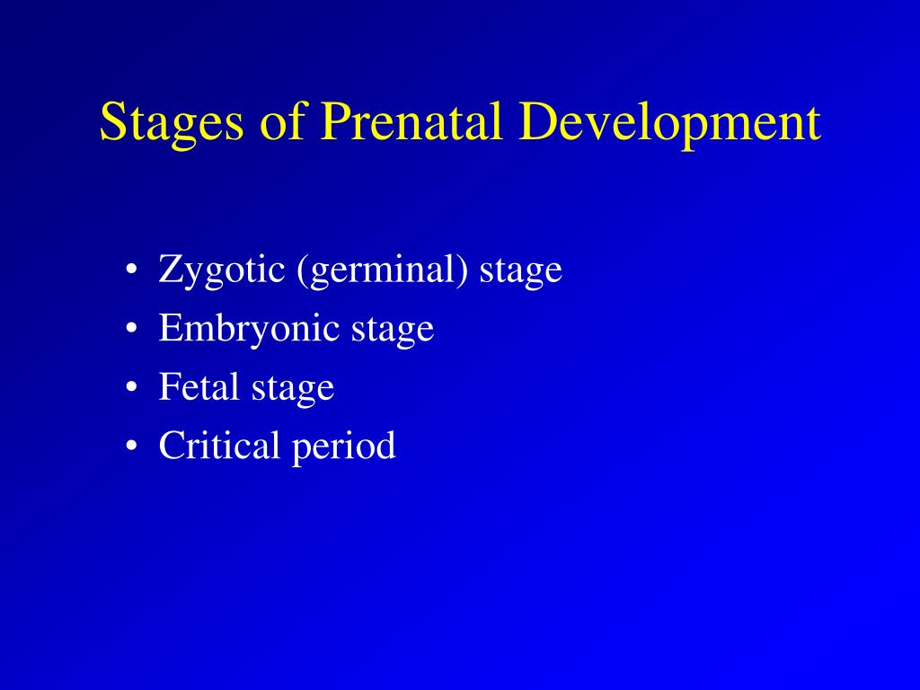 PPT - Stages of Prenatal Development PowerPoint Presentation, free ...