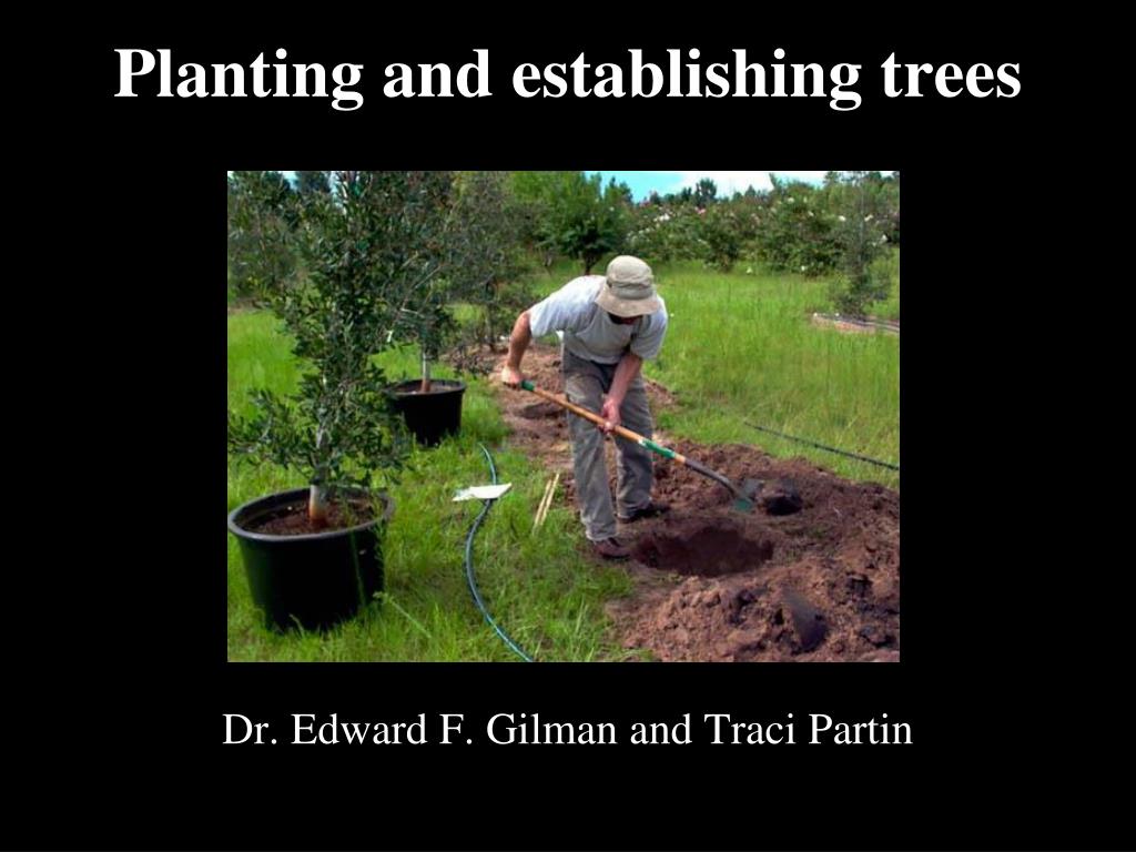 PPT - Planting and establishing trees PowerPoint Presentation, free ...