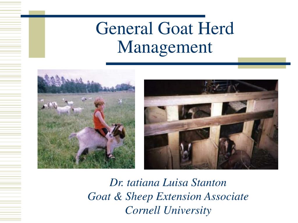 PPT - General Goat Herd Management PowerPoint Presentation, free ...