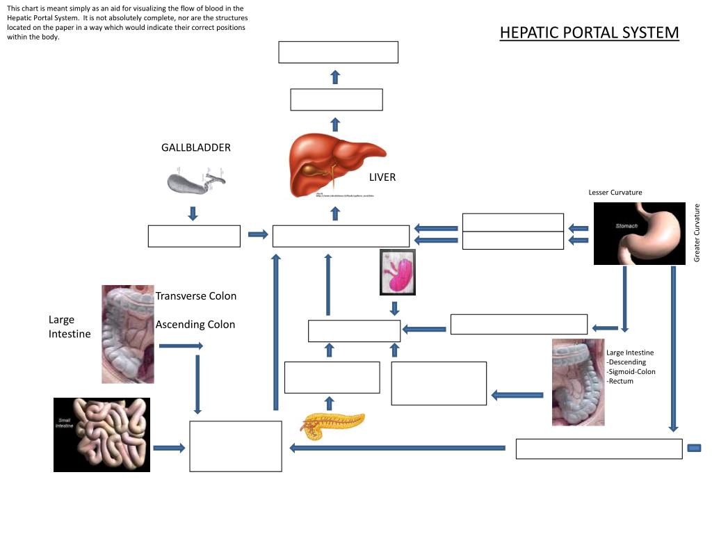 PPT - HEPATIC PORTAL SYSTEM PowerPoint Presentation, free download - ID ...