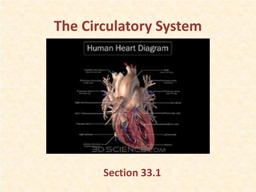 PPT - The Circulatory System PowerPoint Presentation, free download ...