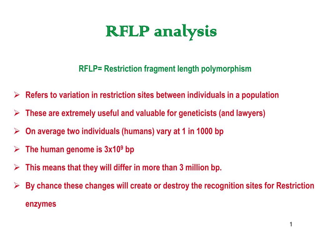PPT - RFLP analysis PowerPoint Presentation, free download - ID:681395