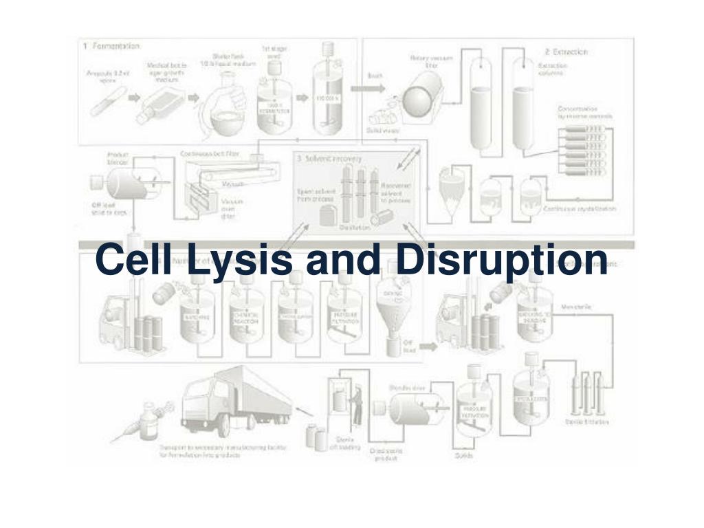 PPT - Cell Lysis and Disruption PowerPoint Presentation, free download ...