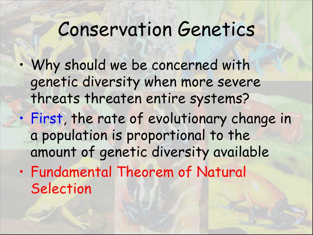 PPT - Conservation Genetics PowerPoint Presentation, free download - ID ...
