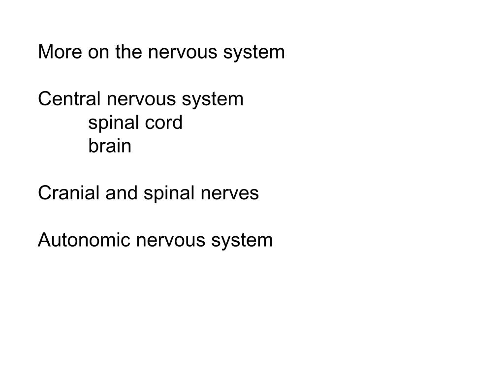PPT - More on the nervous system Central nervous system spinal cord ...