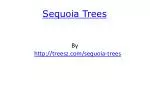 PPT - The Giant Sequoia PowerPoint Presentation, free download - ID:2363872