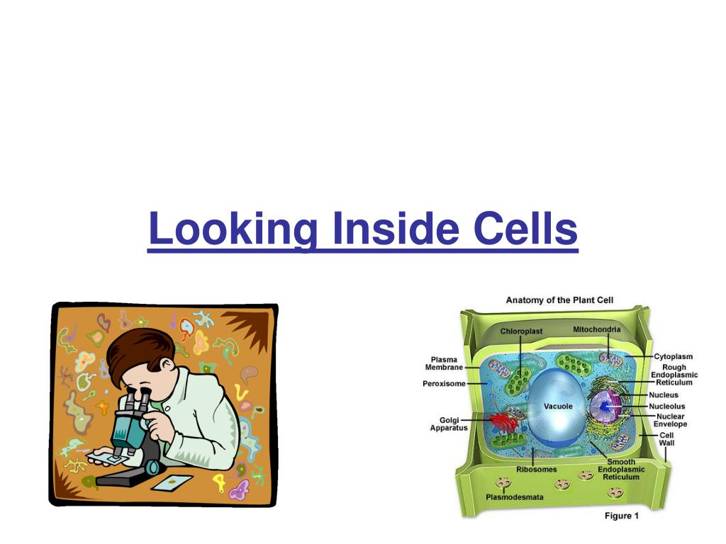 PPT - Looking Inside Cells PowerPoint Presentation, free download - ID ...