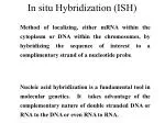 PPT - In Situ Hybridization PowerPoint Presentation, free download - ID ...
