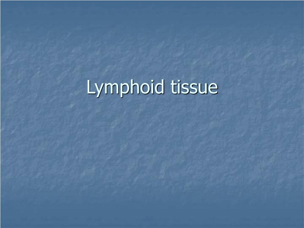 PPT - Lymphoid tissue PowerPoint Presentation, free download - ID:691218