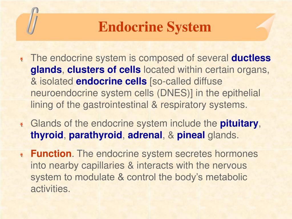 PPT - Endocrine System PowerPoint Presentation, free download - ID:693944