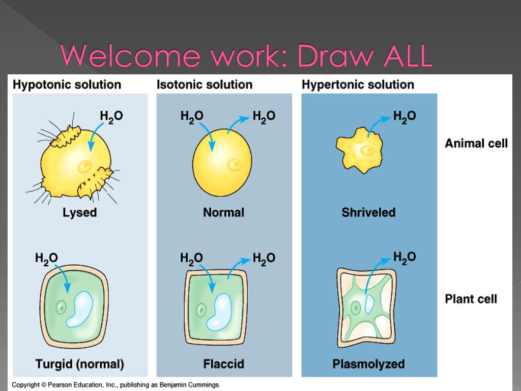 PPT - Welcome work: Draw ALL PowerPoint Presentation, free download ...