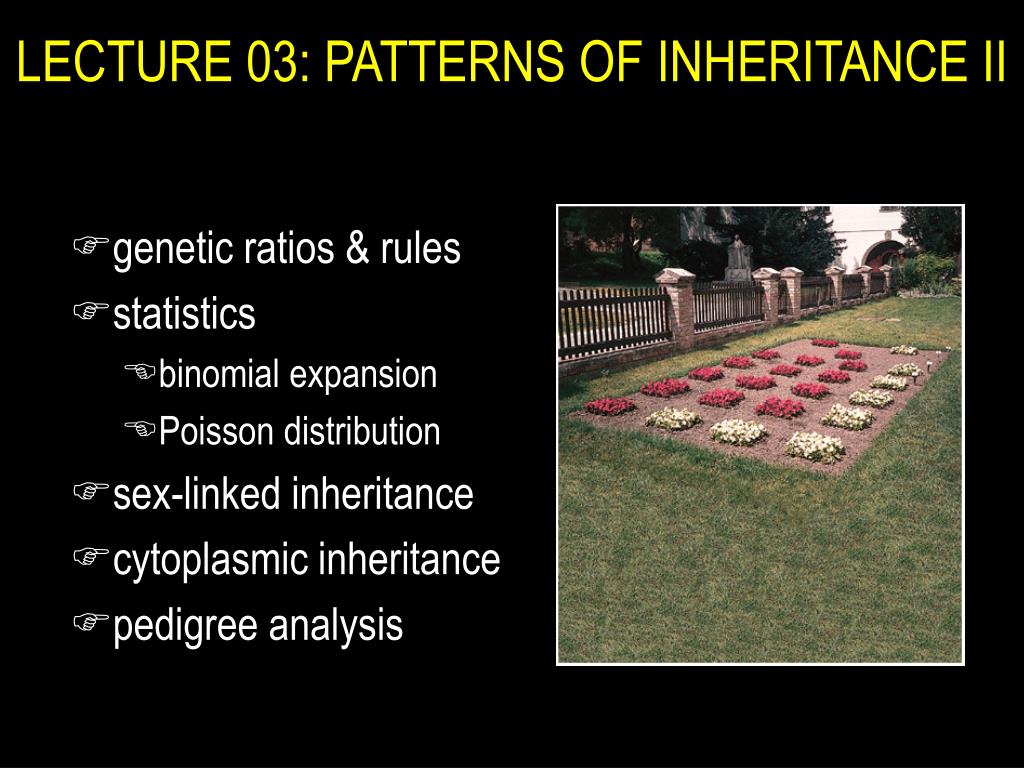 PPT - LECTURE 03: PATTERNS OF INHERITANCE II PowerPoint Presentation ...